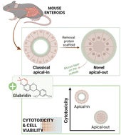 Switching the polarity of mouse enteroids affects the epithelial ...