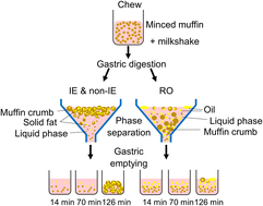 Mechanisms of interesterified fat digestibility in a muffin matrix ...