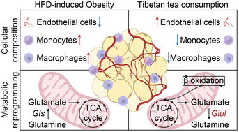 Tibetan tea consumption prevents obesity by modulating the cellular ...