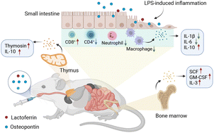 Immunoregulation of bovine lactoferrin together with osteopontin ...