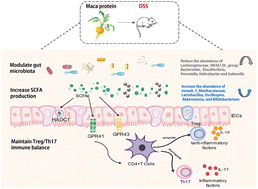 The maca protein ameliorates DSS-induced colitis in mice by modulating ...