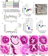 Alleviating effect of selenium-enriched Lactobacillus plantarum 6076 on ...