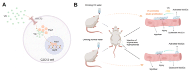 Vitamin C regulates skeletal muscle post-injury regeneration by ...