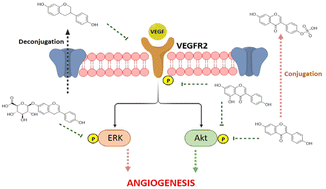 (R,S)-Equol 7-β-D-glucuronide, but not other circulating isoflavone ...