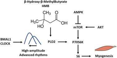 β-Hydroxy-β-methylbutyrate (HMB) leads to phospholipase D2 (PLD2 ...