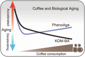 From cup to clock: exploring coffee's role in slowing down biological ...