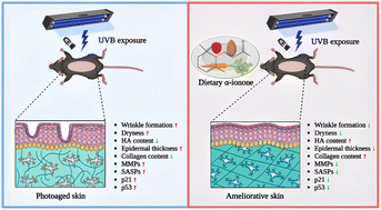 Dietary supplementation with α-ionone alleviates chronic UVB exposure ...