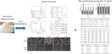 Effects of Lactiplantibacillus plantarum dy-1 fermentation on multi-scale structure and ...