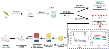 Structure–property relationship of pea protein fibrils in stabilization ...