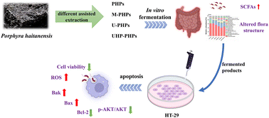 In vitro-simulated intestinal flora fermentation of Porphyra ...
