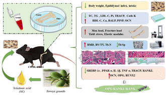 Sciadonic acid attenuates high-fat diet-induced bone metabolism ...