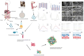Interactions between intestinal microbial fermentation products of ...