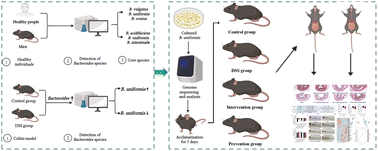 The roles of different Bacteroides uniformis strains in alleviating DSS ...