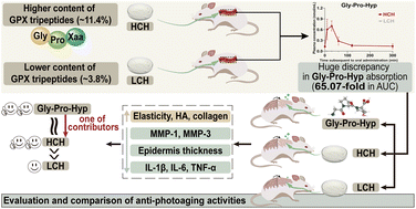 Effects of collagen hydrolysates on UV-induced photoaging mice: Gly-Pro ...