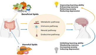 Gut–brain communication mediates the impact of dietary lipids on ...