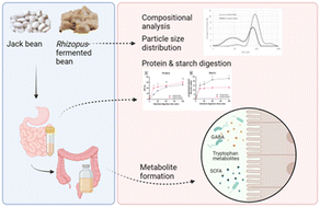 Tempeh fermentation improves the nutritional and functional ...