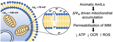 Aromatic long chain cations of amphiphilic ionic liquids permeabilise ...