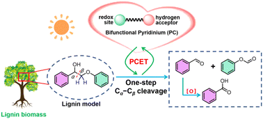 Selective cleavage of Cα–Cβ bonds in lignin models using a bifunctional ...