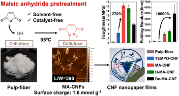 Eco-friendly cellulose nanofibrils with high surface charge and aspect ...