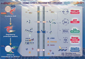 The chitin utilization mechanisms of a new Chitinibacter sp. isolate ...