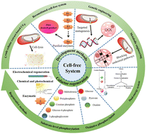 Cell-free systems for biosynthesis: towards a sustainable and ...