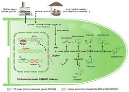 Repurposing the cellulase workhorse Trichoderma reesei as a ROBUST chassis for efficient terpene ...