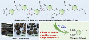 Organoborane-catalysed reductive depolymerisation of catechyl lignin ...