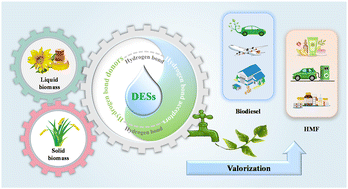 Deep eutectic solvents for catalytic biodiesel production from liquid ...