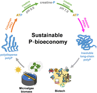One-pot chemo-enzymatic synthesis and one-step recovery of length-variable long-chain ...