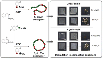 Effect of chain architecture and comonomer ratio on the ...