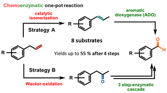 Nature stays natural: two novel chemo-enzymatic one-pot cascades for the synthesis of fragrance ...