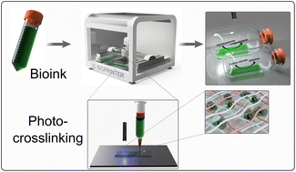 Employing photocurable biopolymers to engineer photosynthetic 3D ...