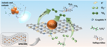Efficient removal of sulfonamides in complex aqueous environments by an ...