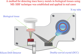 Simultaneous detection of trace As, Hg, Tl, and Pb in biological ...