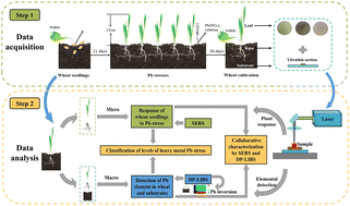 Collaborative estimation of heavy metal stress in wheat seedlings based ...