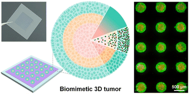 Facile construction of a 3D tumor model with multiple biomimetic ...