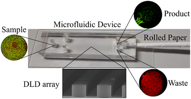 Pumpless deterministic lateral displacement separation using a paper capillary wick - Lab on a ...