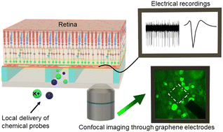 Graphene-based microfluidic perforated microelectrode arrays for ...