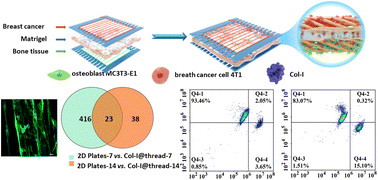 Probing the interaction between metastatic breast cancer cells and ...