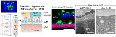 Glomerular filtration barrier modeling on a chip with tunable basement ...