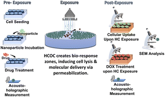On the application of hydrodynamic cavitation on a chip in cellular ...