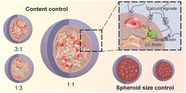 Multidimensional controllable fabrication of tumor spheroids based on a ...