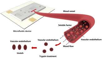A microfluidic platform integrating dynamic cell culture and ...