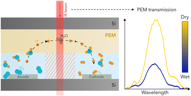 Probing membrane hydration in microfluidic polymer electrolyte membrane ...