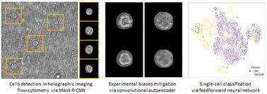 Label-free cell classification in holographic flow cytometry through an ...
