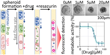 Simple droplet microfluidics platform for drug screening on cancer ...