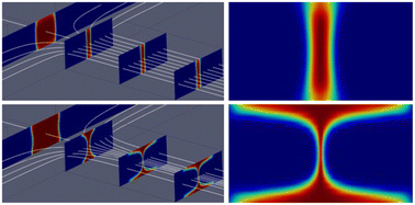 Squeezed state in the hydrodynamic focusing regime for Escherichia coli ...