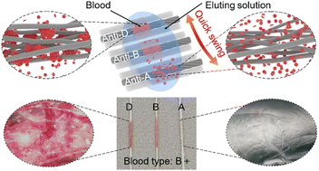 Rapid and easily identifiable blood typing on microfluidic cotton ...