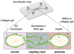 Development of a perfusable, hierarchical microvasculature-on-a-chip ...