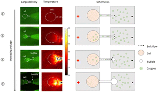 Joule heating and electroosmotic flow in cellular micro/nano ...